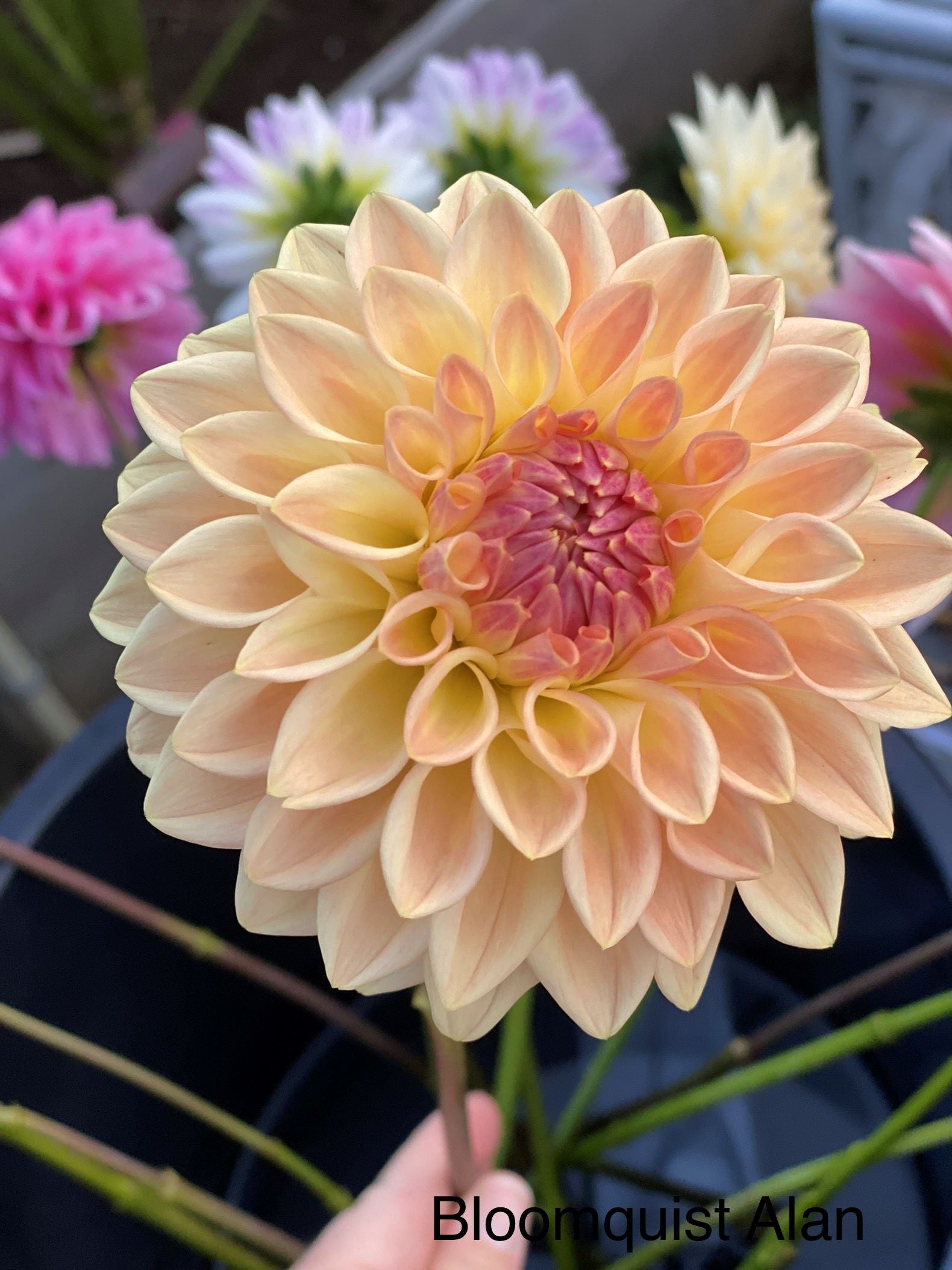 Bloomquist Alan Dahlia Tuber | Westport Flower Garden