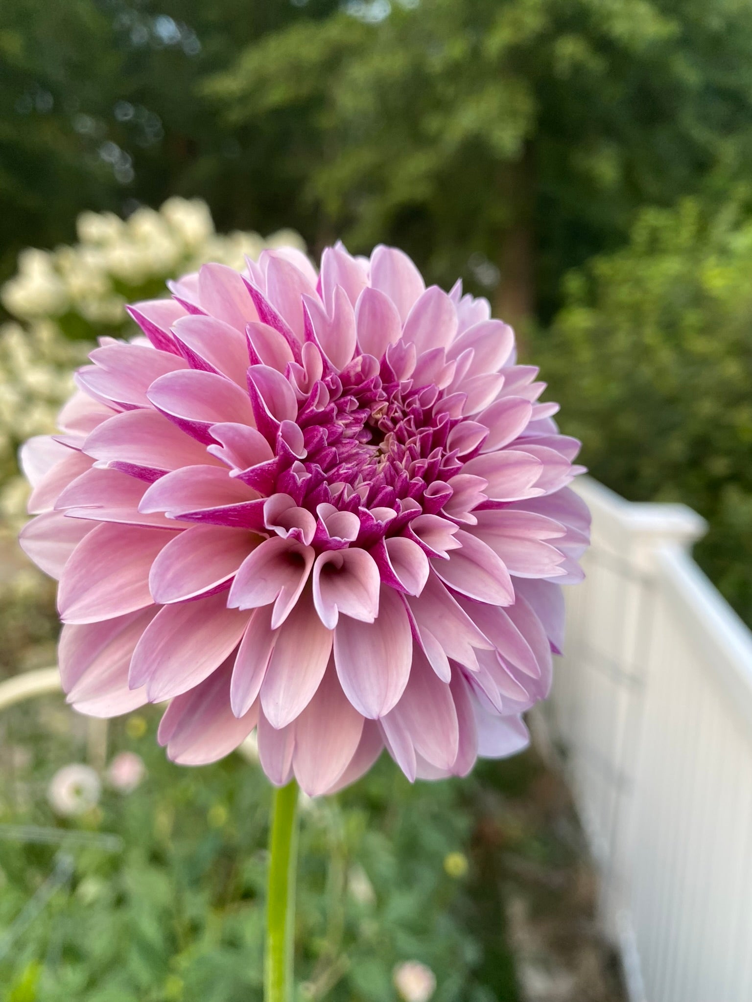 Salish Twilight Girl Dahlia Tuber | Westport Flower Garden