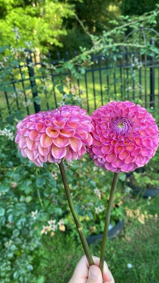 Caitlin's Joy Dahlia Tuber | Westport Flower Garden
